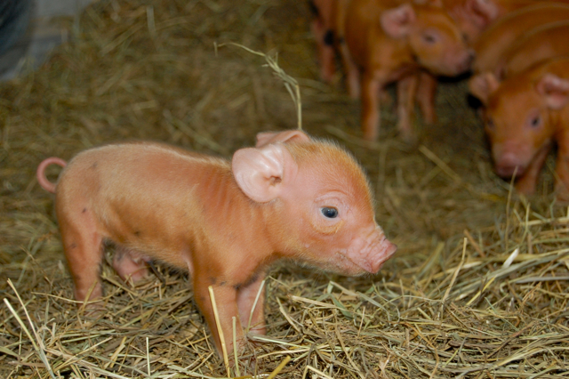 Ranch Girl's Sweets 'N' Treats: 31 for 21: Pumpkin Pudding