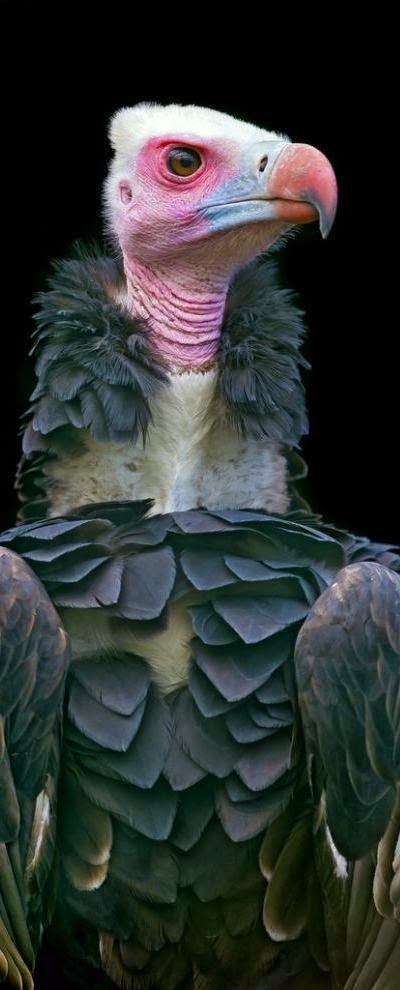 Vulture