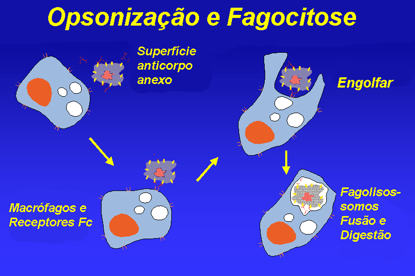 Imuno Vida: Fagocitose e Opsonização!