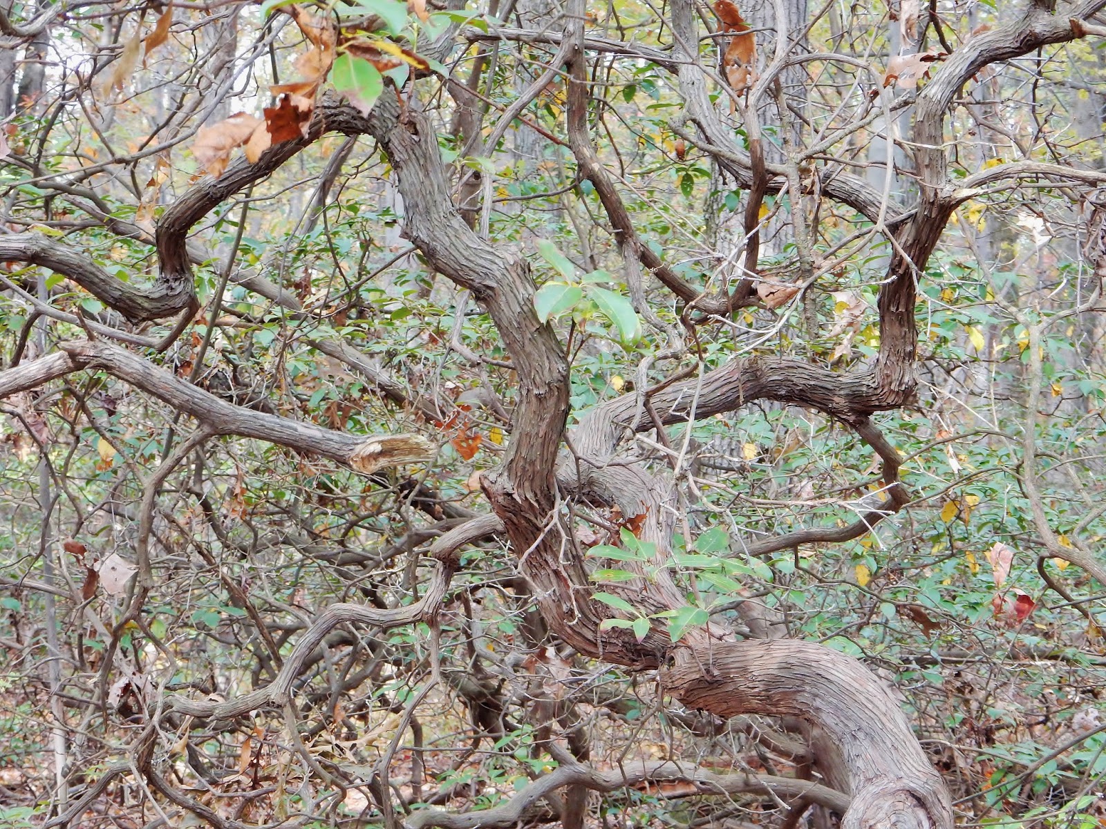 Natural Mid-Atlantic : PA Rocky Ridge County Park: Mature Oak Ridge Forest