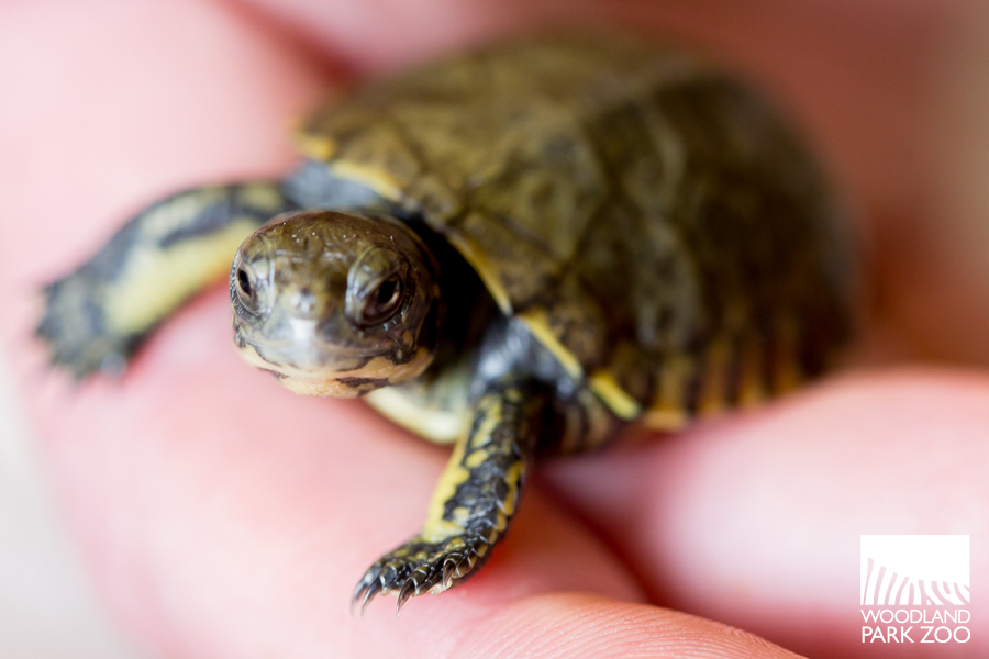 Slow and steady: World Turtle Day spotlights 25 years of turtle ...
