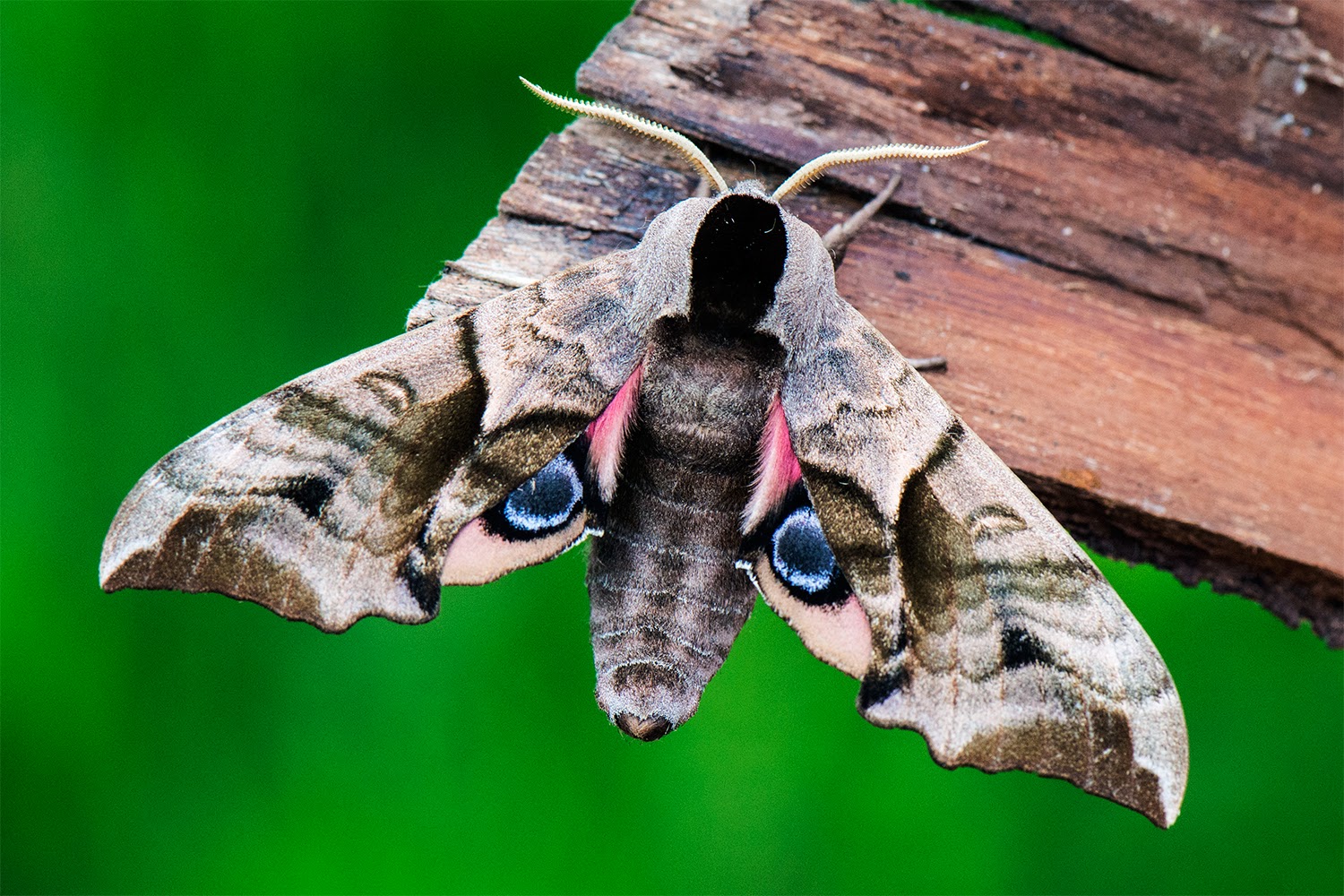Photographer John Stenersen: The Moths of May