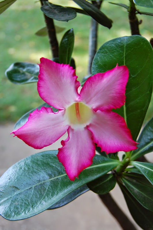 The Indoor Garden: About the Elephant Foot plant