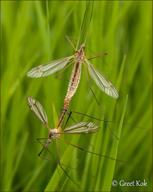 Foto`s van Greet: Dagje Drenthe