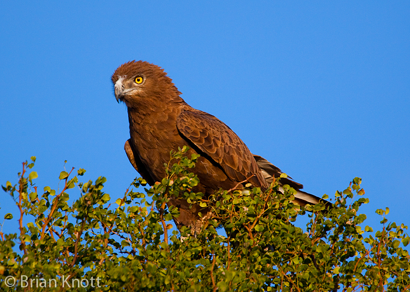 Forget Me Knott Photography: Birds of South Africa