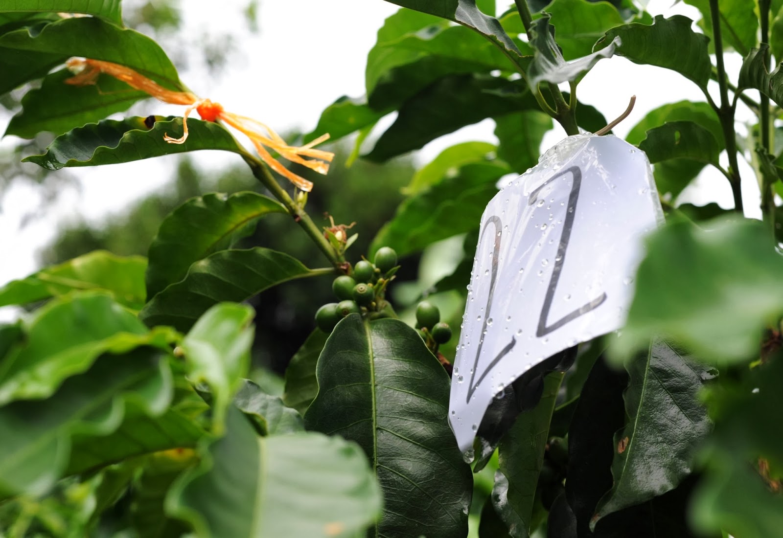 Unión MicroFinanza: In coffee leaf rust experiment, a surprise discovery