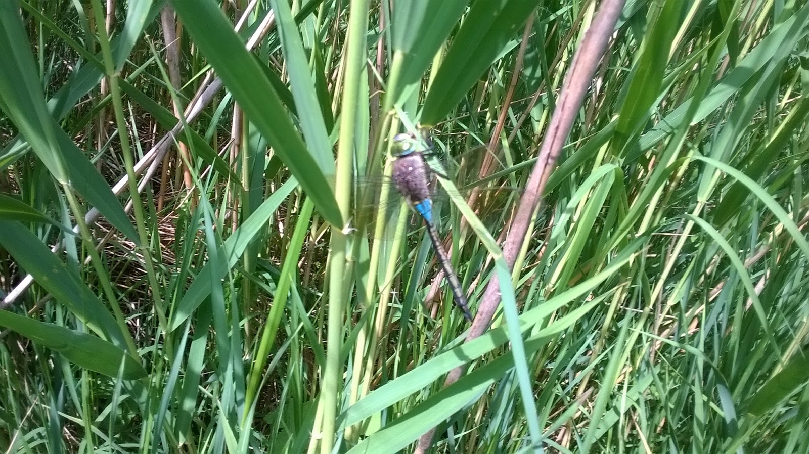 Dromarland: Delta Bucurestiului