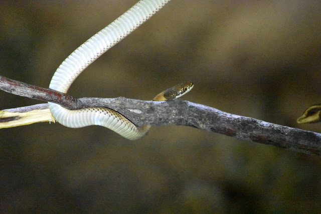 9001 REPTILES: MYALL SNAKE