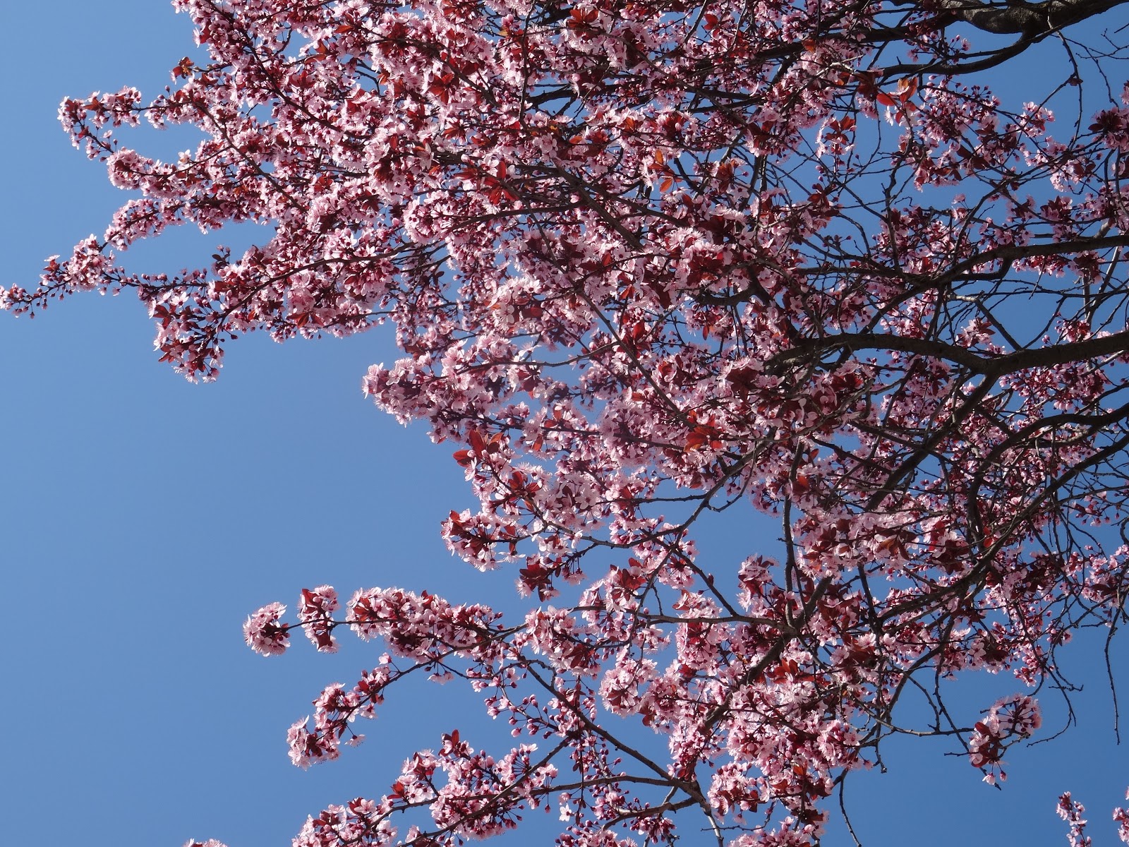 ultimul anotimp...: Corcodus rosu