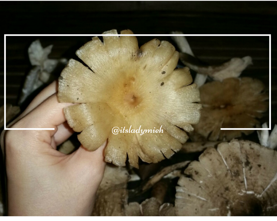 Sweet Little Dream: Uong the Wild Mushroom