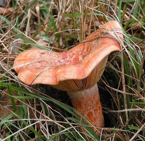 Neşeli Şefin Mutfağı: BOLU MANTAR KEBABI - MANTARLI ORMAN KEBABI ...
