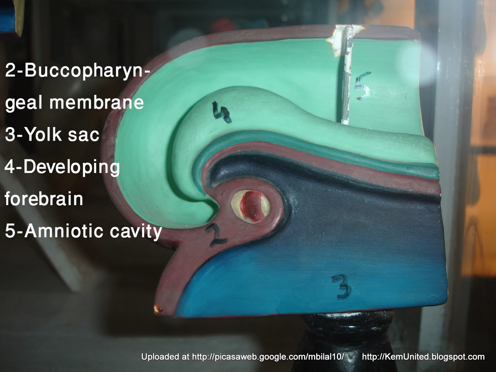 Embryology Models (some are labelled)