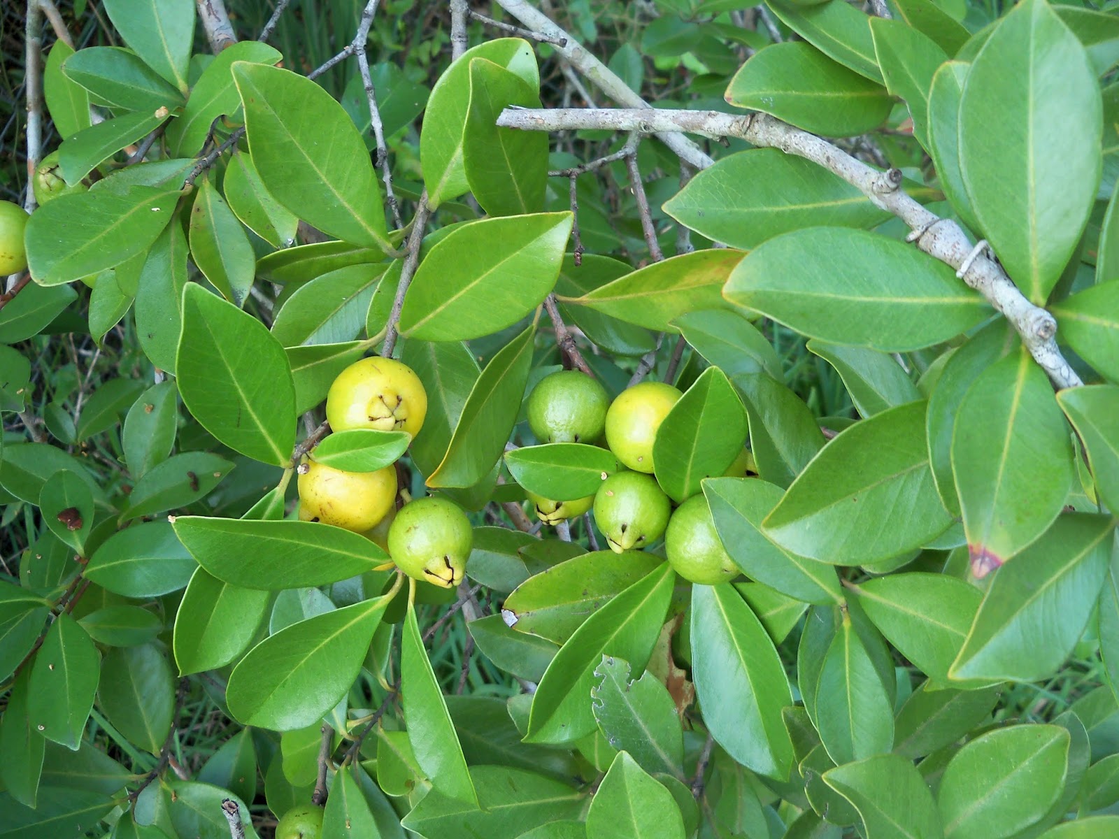 Curiosidades Vegetais: O araçá-da-praia