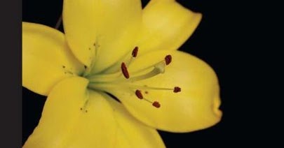 TimoBook: Social Media for WordPress