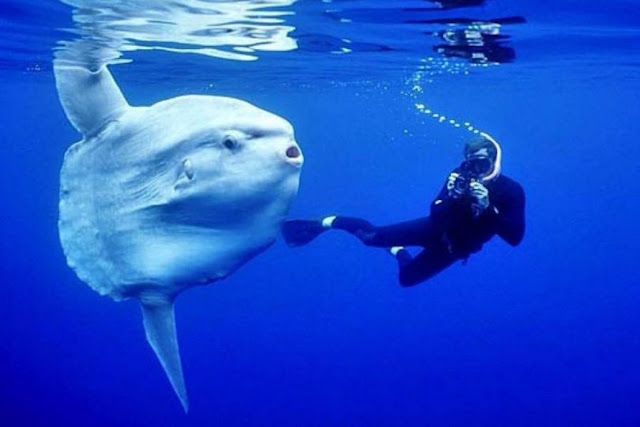 Isa Navarro: Algunos peces curiosos