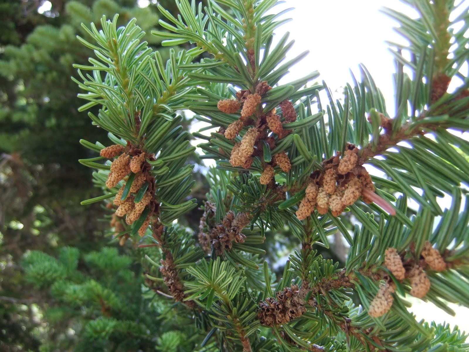 Plantas, Árboles y Flores: ABIES ALBA. ABETO