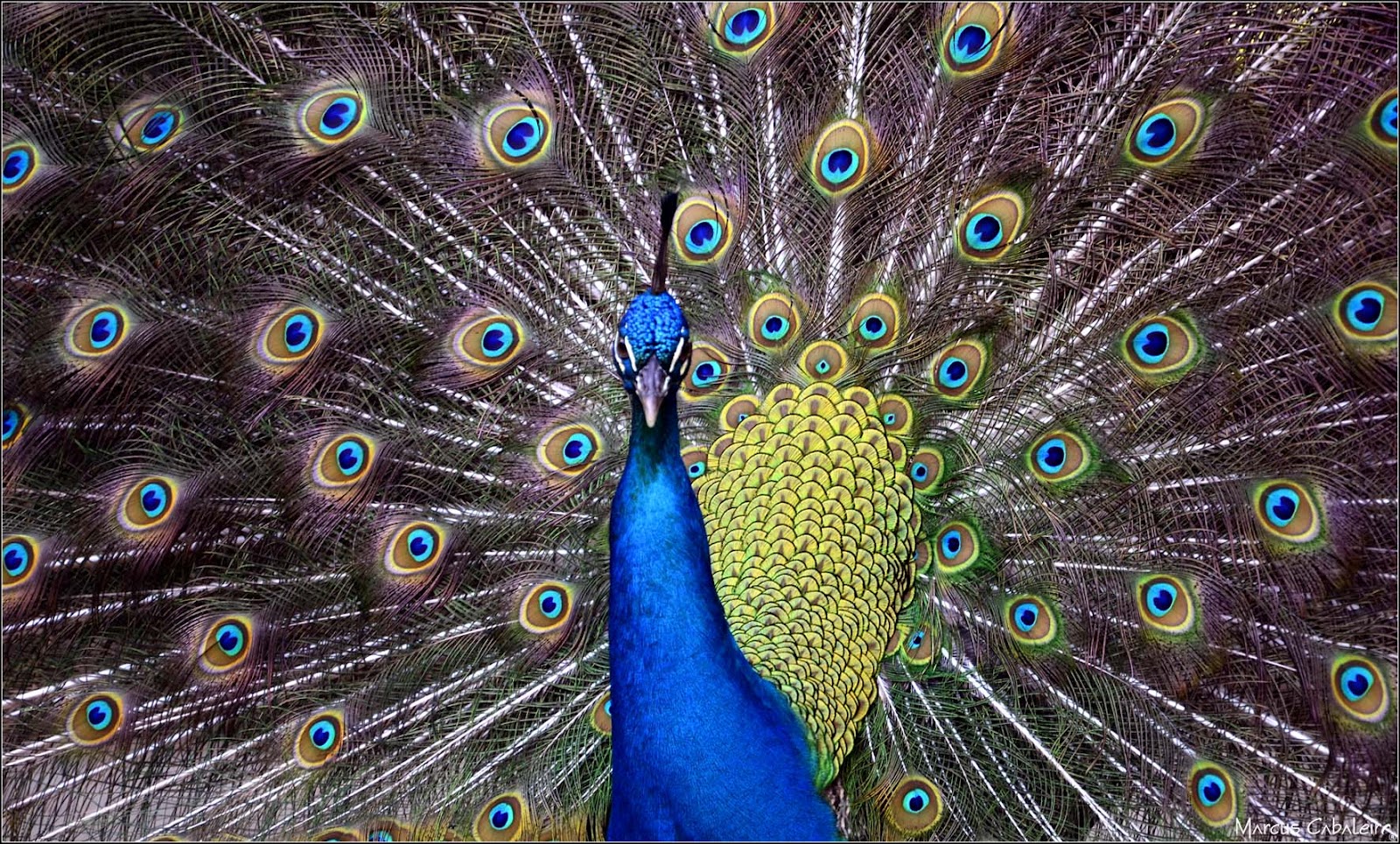 Marcus Cabaleiro: PAVÃO MISTERIOSO. PÁSSARO FORMOSO....