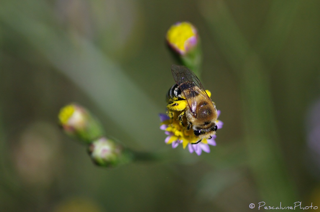 Pescalune Photo: Colletes halophilus