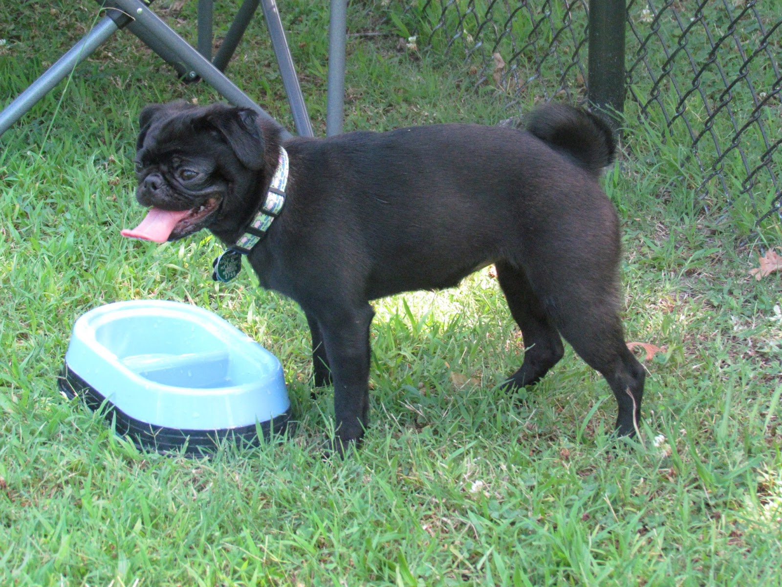 two spoiled pugs: July pug meet ups