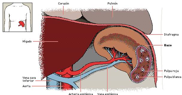 Bazo | Naturaleza asombrosa, maravillas naturales