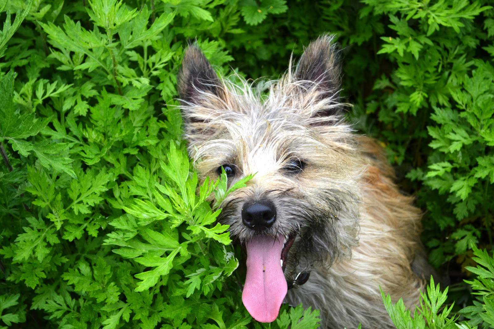 Col. Potter Cairn Rescue Network: Trust: A Deadly but Truly Preventable ...