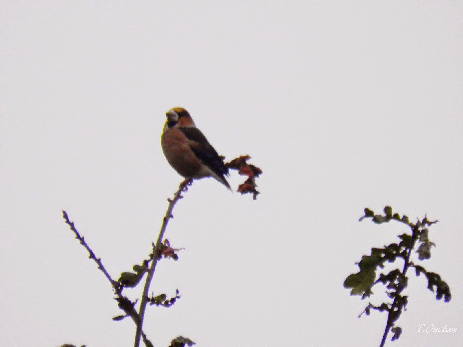 PASARI DIN ROMANIA: BOTGROS, Coccothraustes coccothraustes