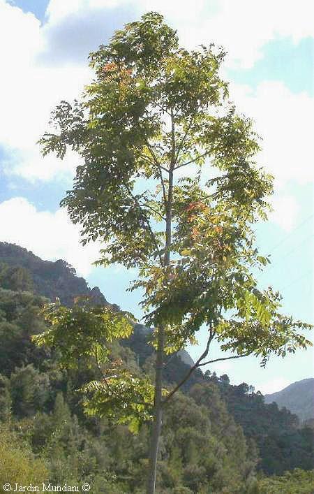Future is written in green: Acrocarpus fraxinifolius, a tree for the future