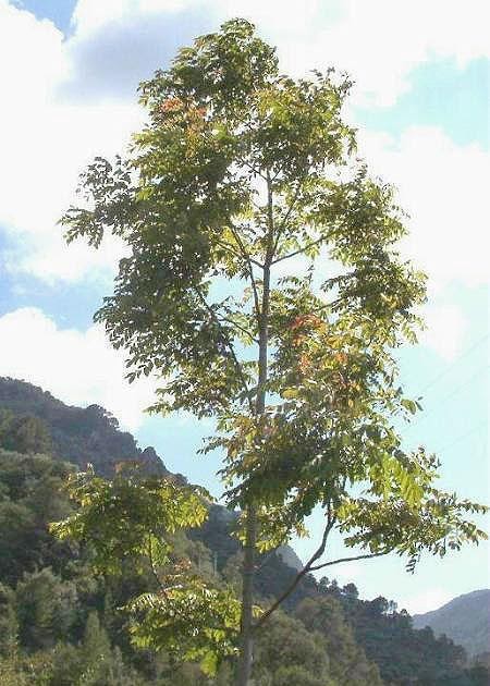 Sangrando en verde: Acrocarpus fraxinifolius, un árbol para el futuro