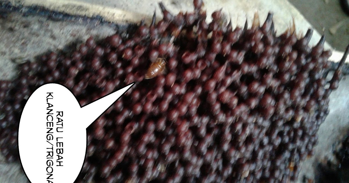 Mengenal Lebah Apis Trigona sp atau klanceng | Rumah Madu Klanceng ...