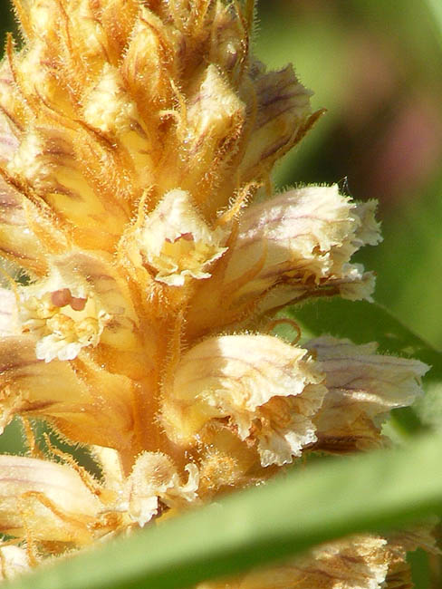 Loire Valley Nature: Broomrapes - Orobanche spp