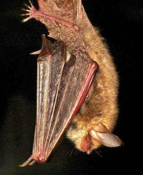 Mammals of Cyprus - Τα θηλαστικά της Κύπρου by George Konstantinou ...