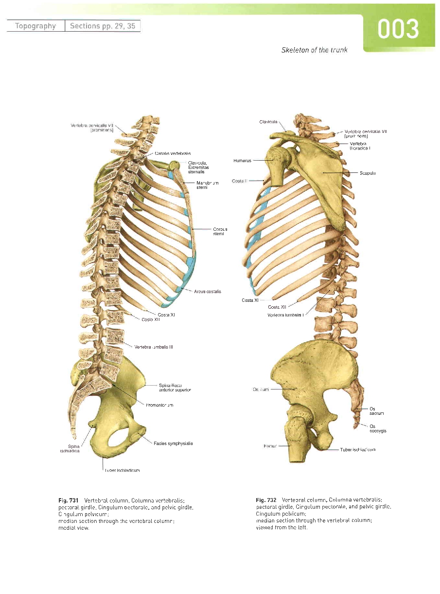 Anatomi Sobotta 2 | BlogK Putih