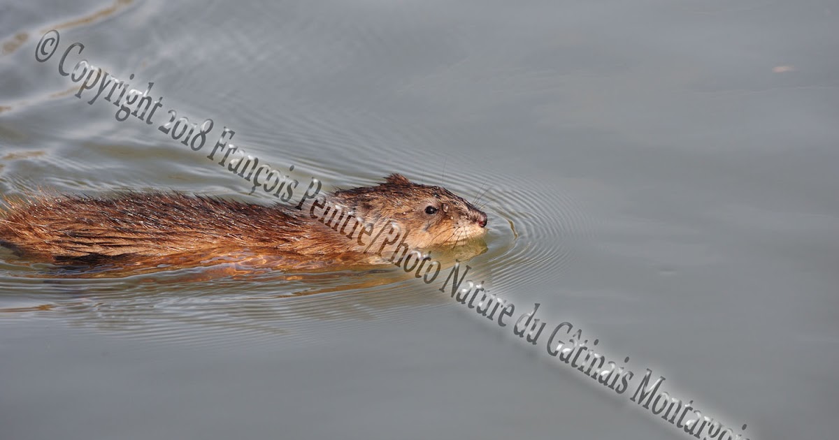 Photo Nature du Gâtinais Montargois: Rat musqué Ondatra zibethicus