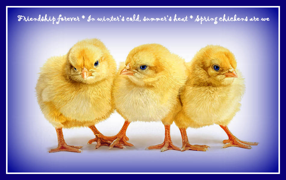 Haiku Creations: Spring Chickens