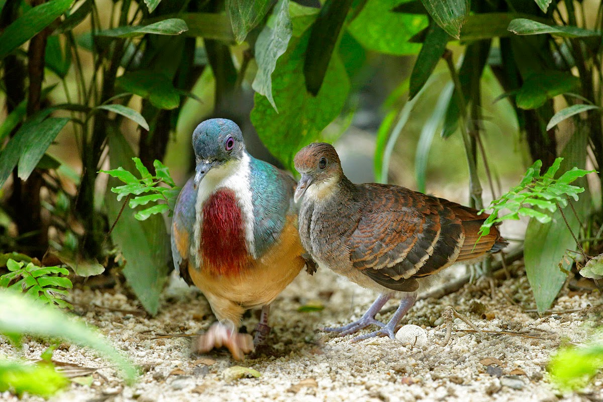 BLEEDING HEART DOVE photos - wallpapers | the fun bank