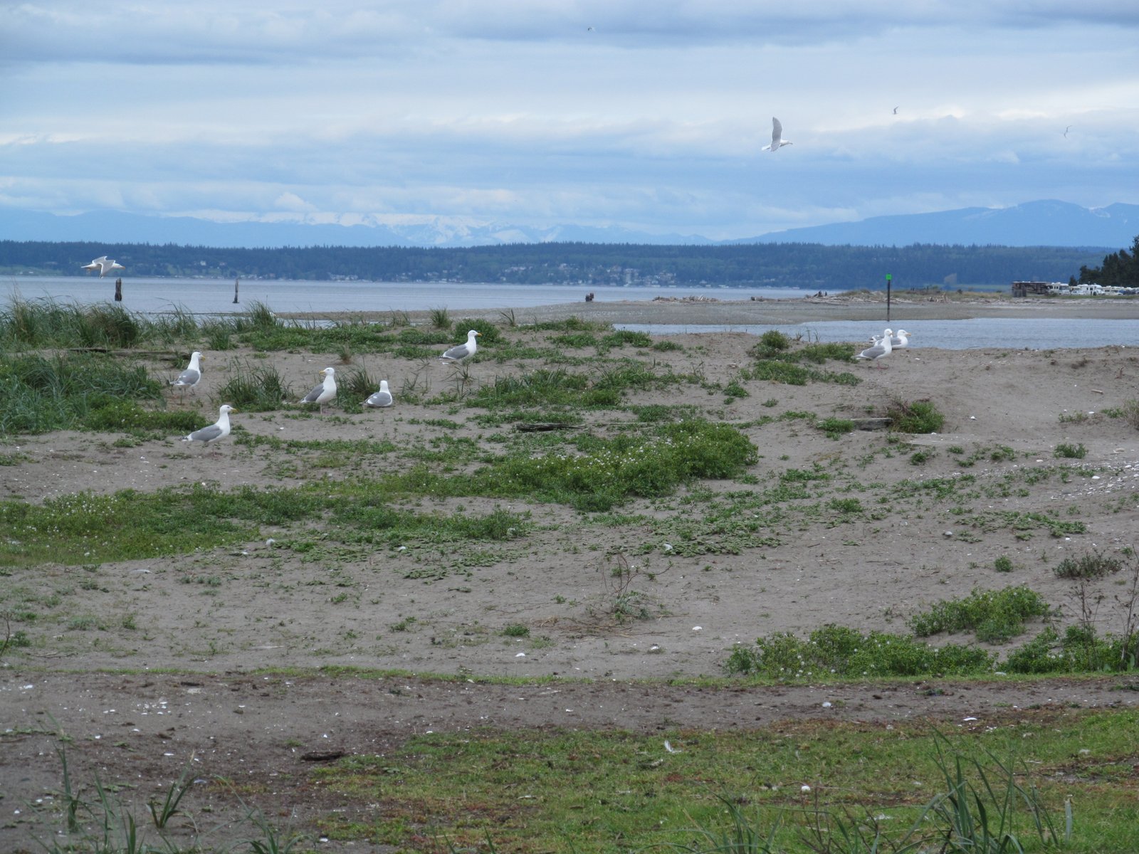 Gravel Beach: Rat Island