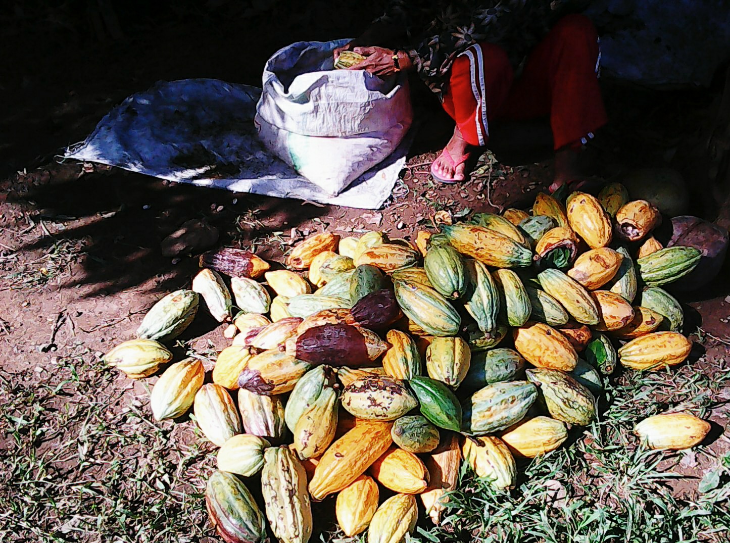 cpb_CocoaPinasBlogs: Cacao Pods & Harvesting: Bicol & Palawan