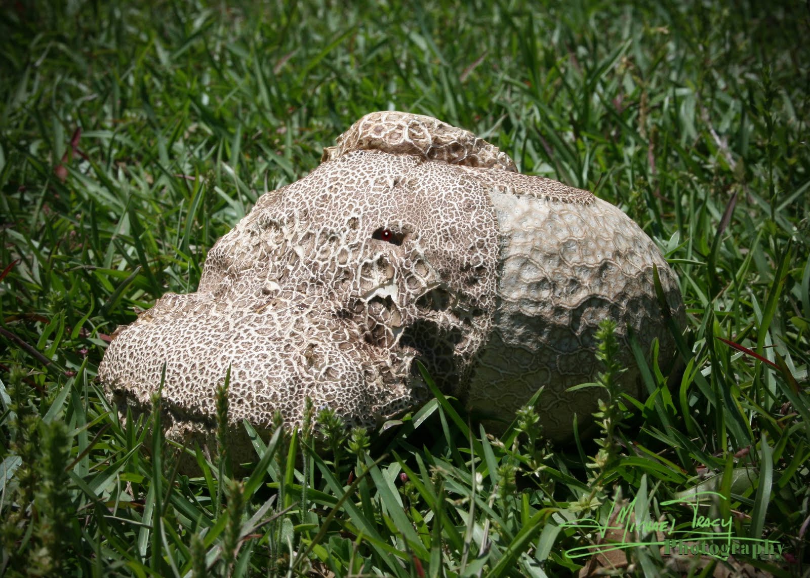 Photography and Photo Art by J. Michael Tracy: Strange Brain Creature