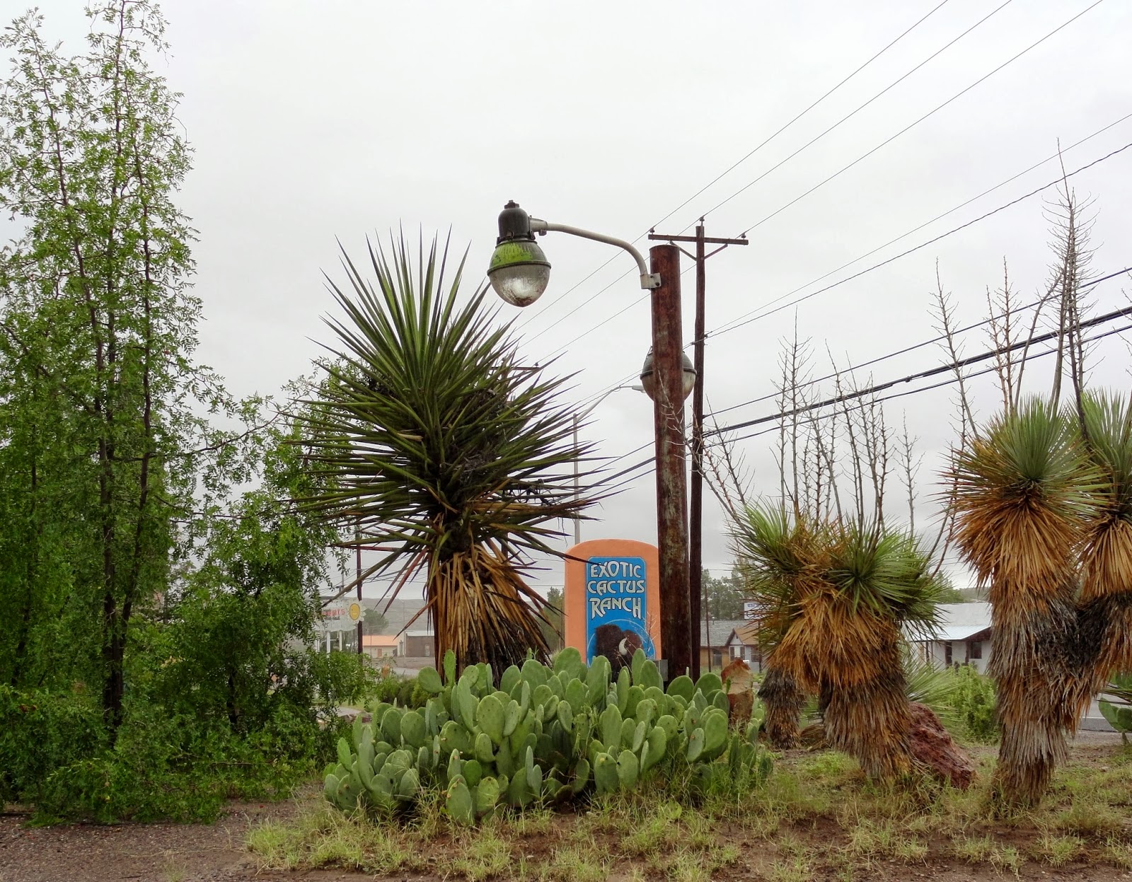 danger garden: Buffalo Bill’s Exotic Cactus Ranch, again (yawn….)