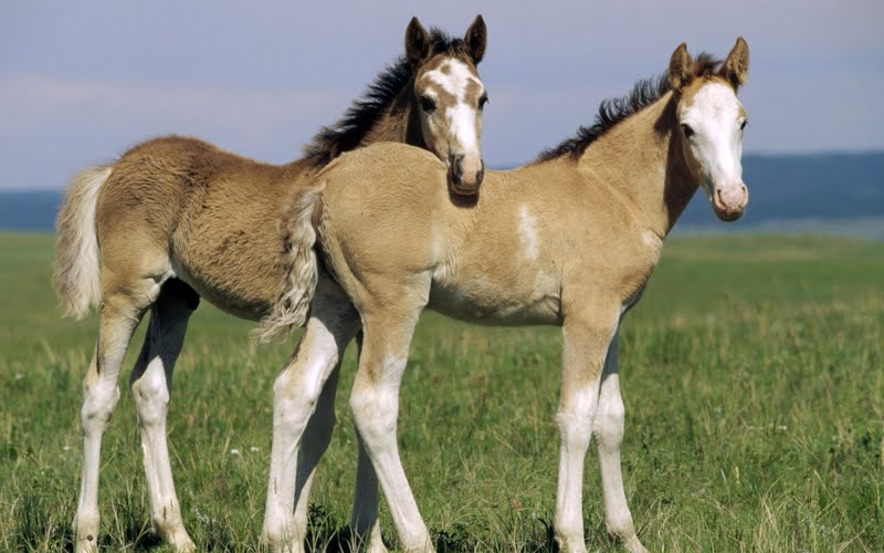 Wallpapers für Team-Ulm: die 88´ste - Bären, Löwen, Elefanten, einfach ...