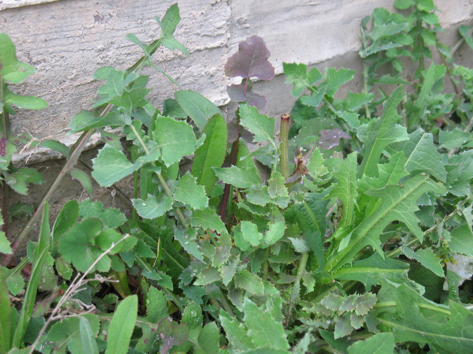 Jurnal de gradina: Ierburi comestibile