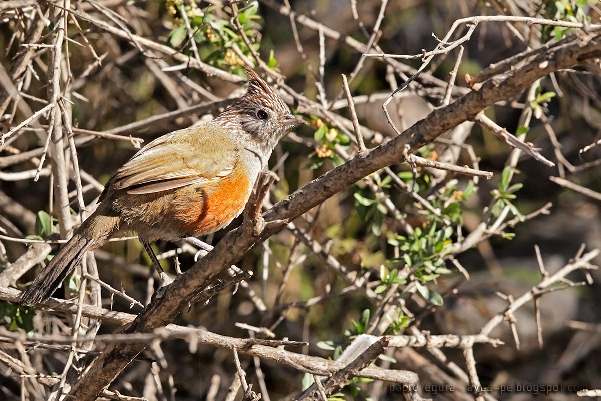mis fotos de aves: Rhinocrypta lanceolata Gallito Copetón Crested Gallito