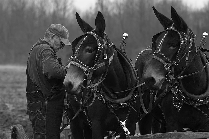 The Jungle Store: The Hard Working Mule