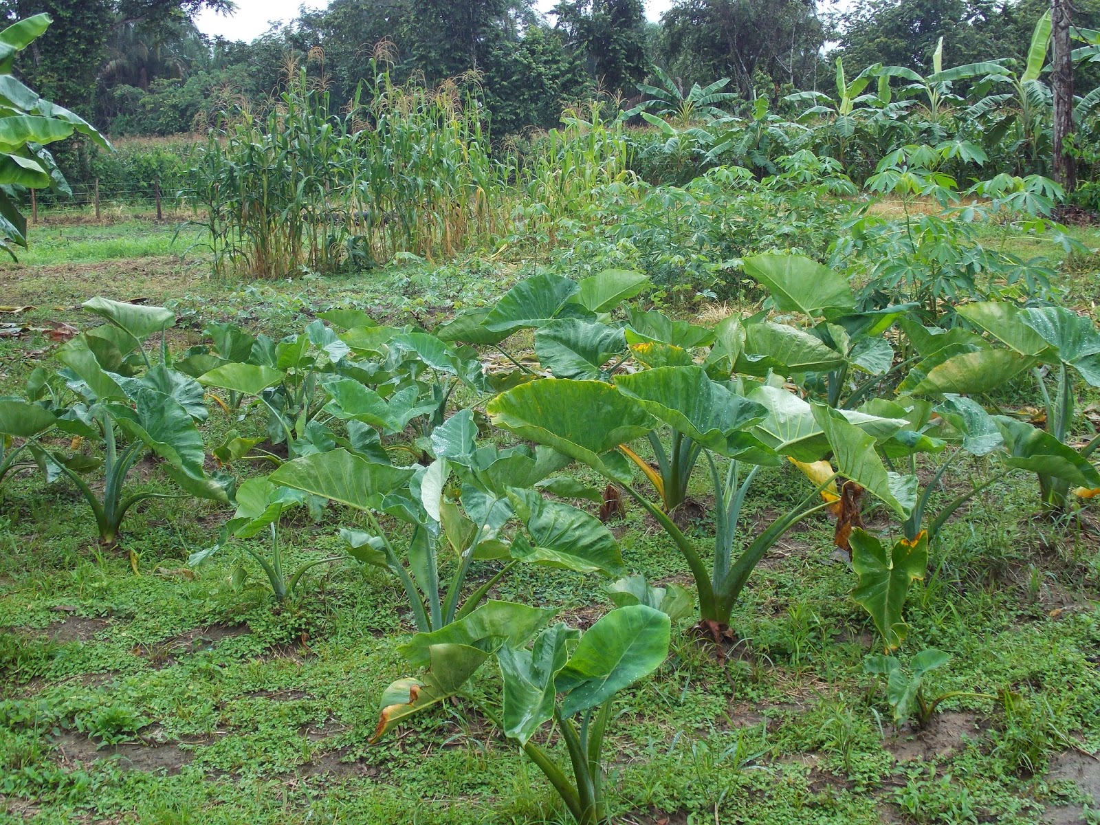 VISIÓN AGROECOLÓGICA: PRIMER AÑO DEL KONUKO VISIÓN AGROECOLÓGICA