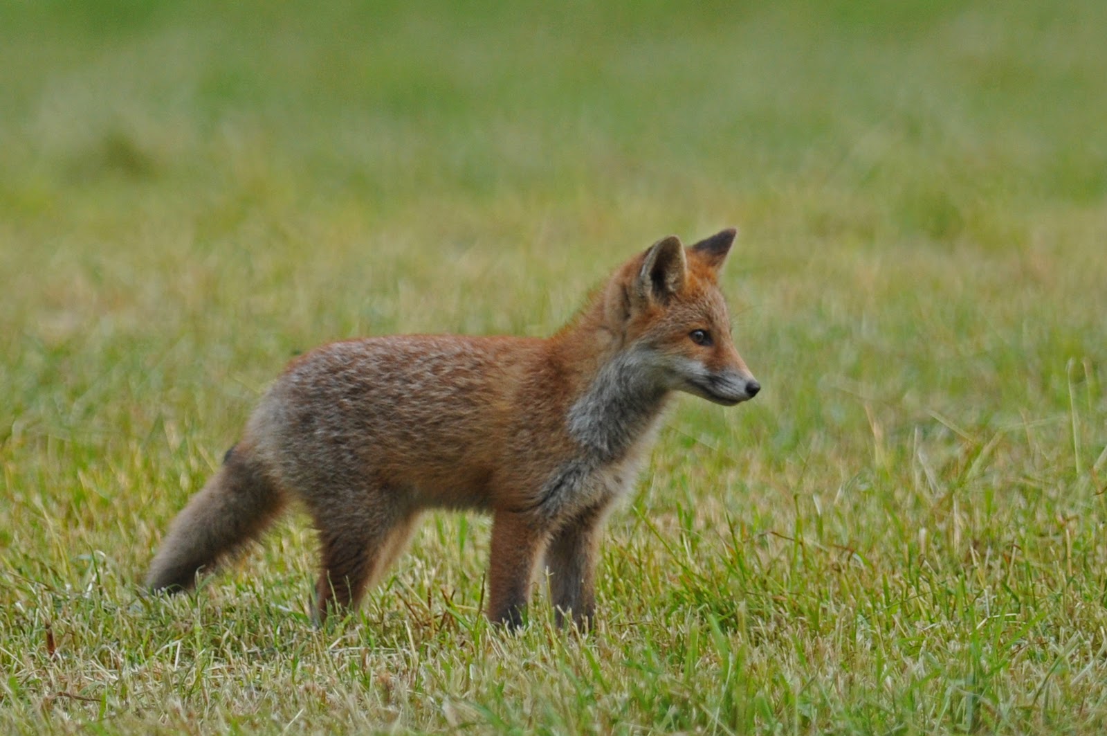 Michel Bonneau | Portfolio: Renards et renardeaux