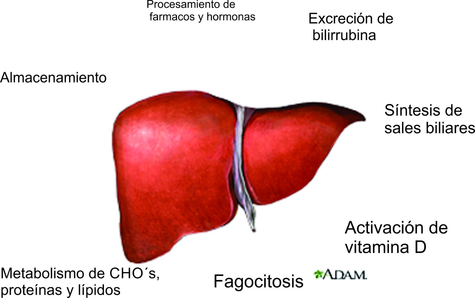 .. El Pastor: Funciones del Hígado