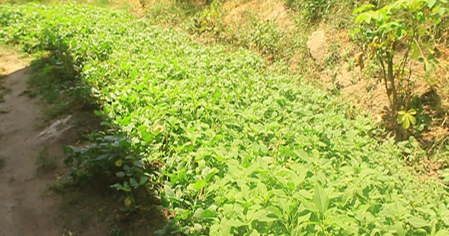 SUPERLISHE MCHICHA - Mabusi H.M Agricultural Projects