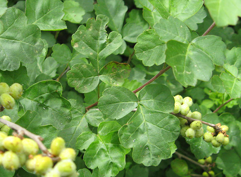 Mother Nature's Backyard - A Water-wise Garden: Plant of the Month ...