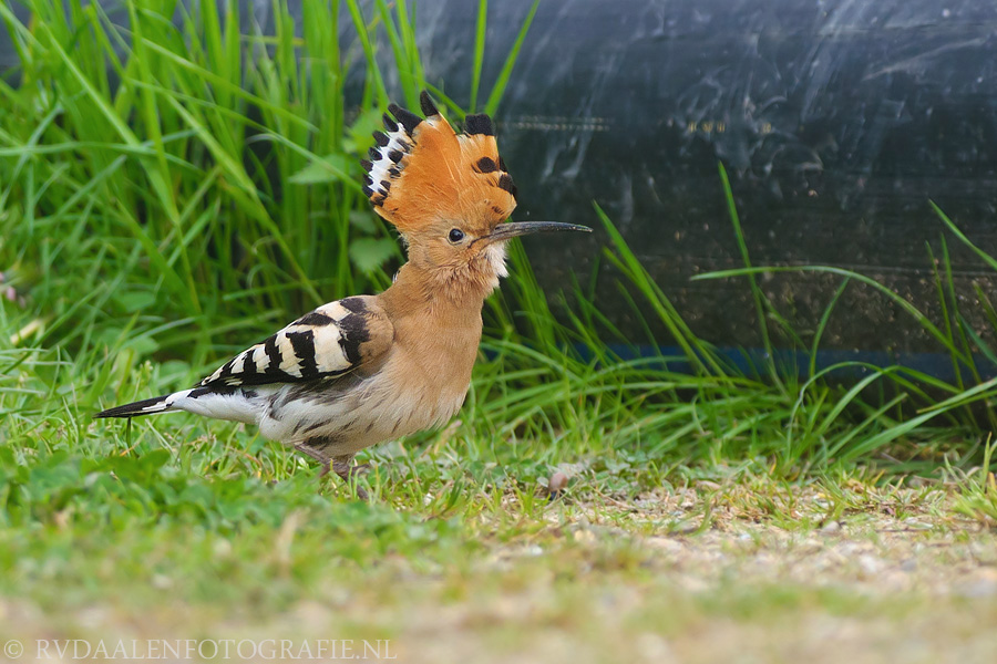 Vogel- en Natuurfotografie door Remco van Daalen: De Hop (Hoopoe, Upupa ...
