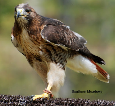 Callaway Gardens (Part IV): Birds of Prey